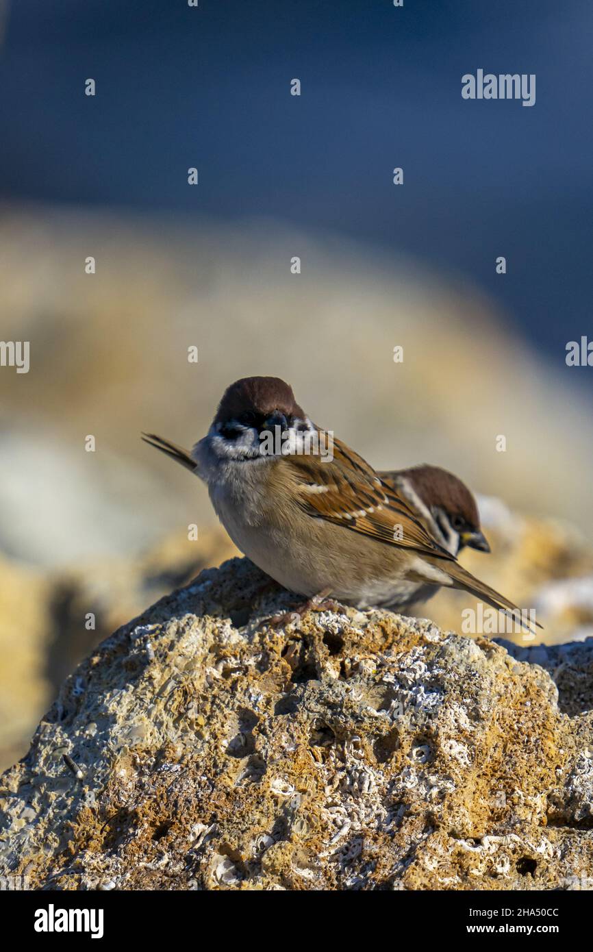 Closeup shot of an adorable Eurasian tree sparrow perched on the rock ...