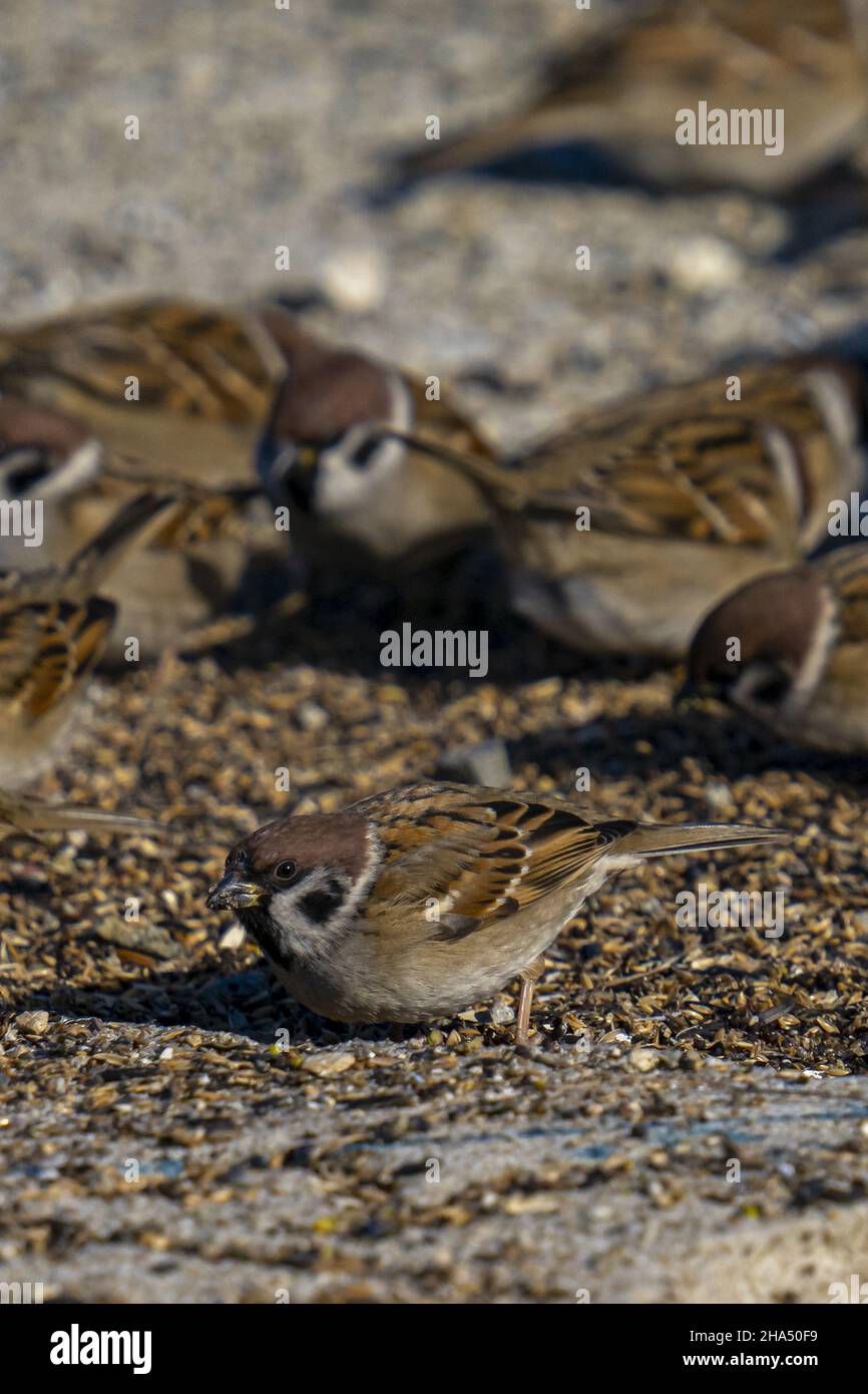 Closeup shot of adorable Eurasian tree sparrows in sunlight Stock Photo ...