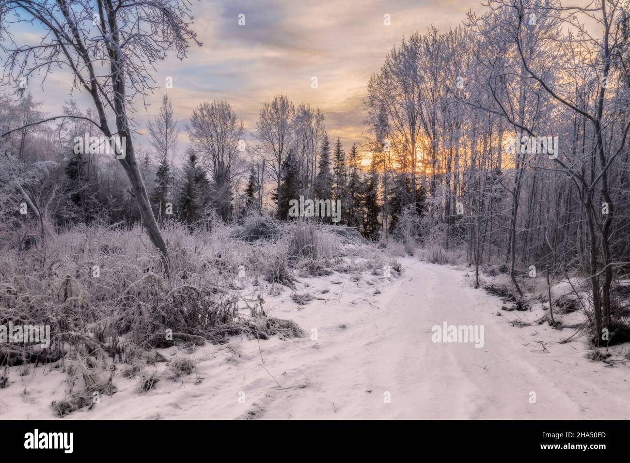 trees with ice and snow in a forest,winter,mountain landscape Stock ...