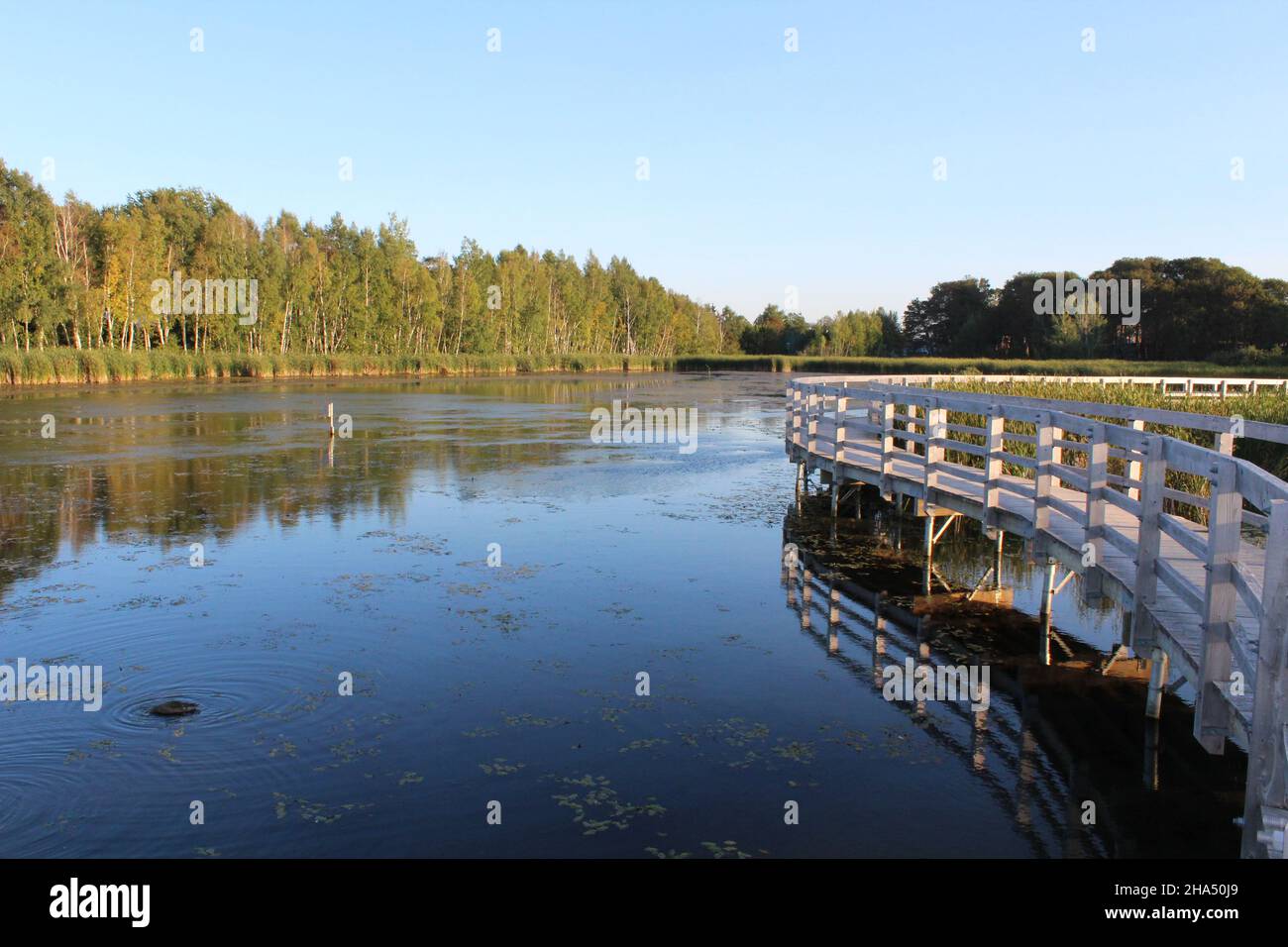 A meandering wooden boardwalk walkway reflected in the water with trees ...