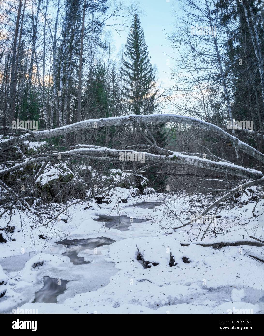 waterfall,trees and icicles of river with snow,bridge and rocks Stock ...