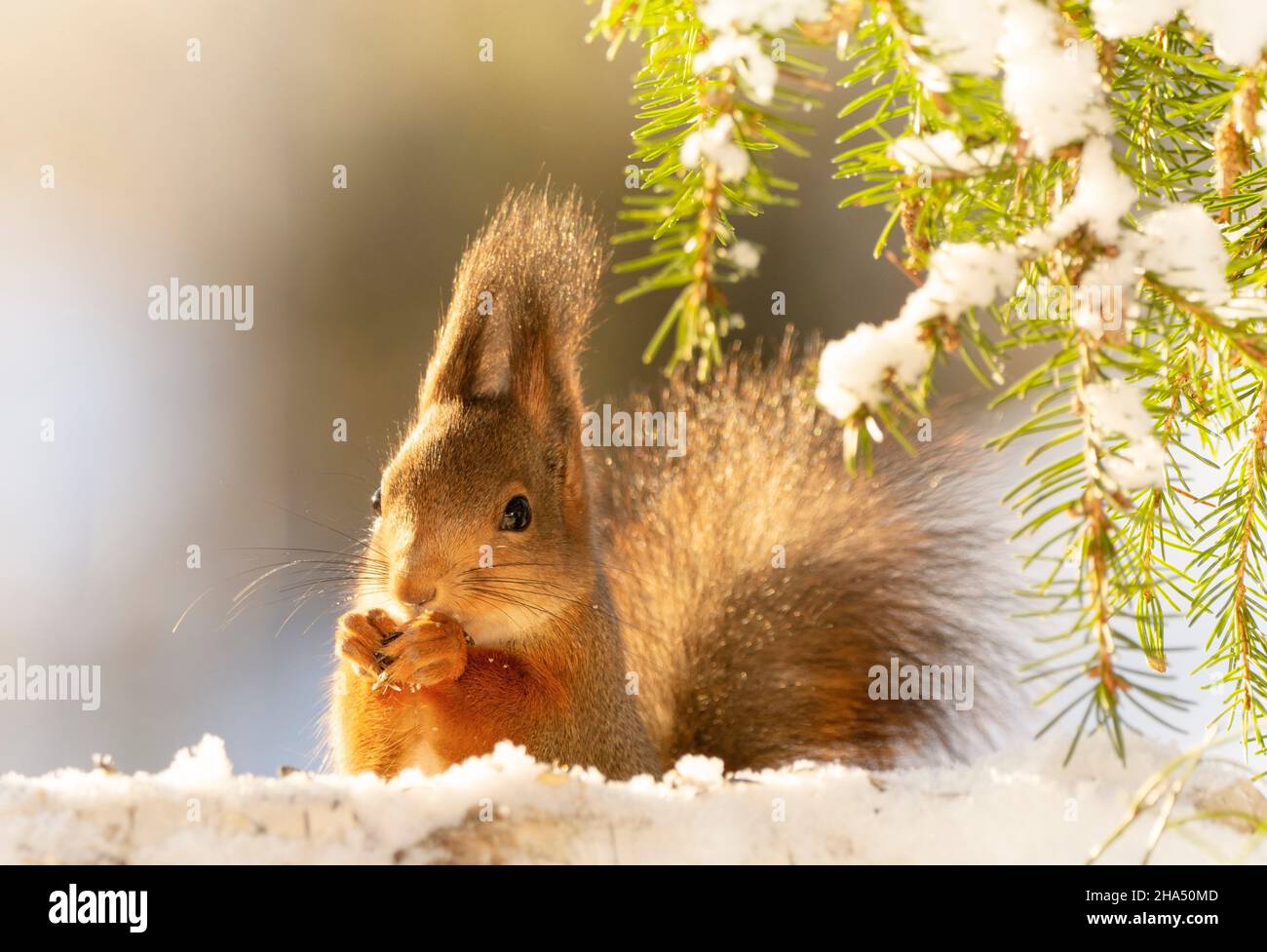 Red squirrel is standing behind snow under snow branches hi-res stock ...