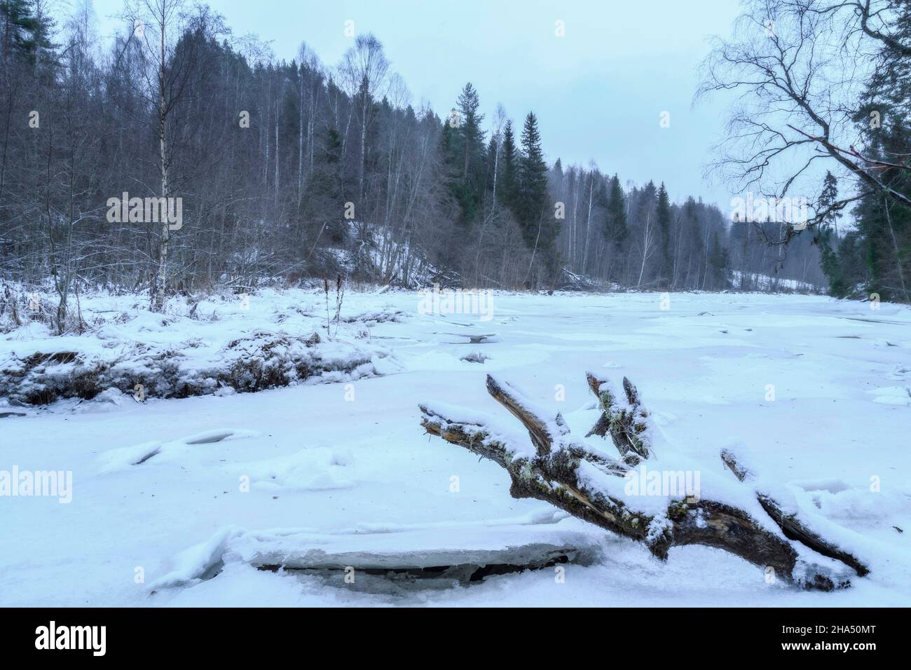 falling tree in frozen river with snow and rocks Stock Photo - Alamy