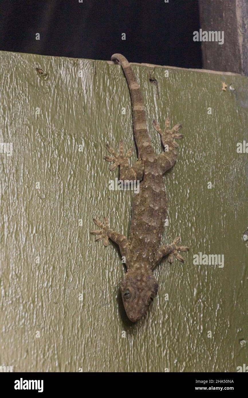 Hanging common house gecko hi-res stock photography and images - Alamy