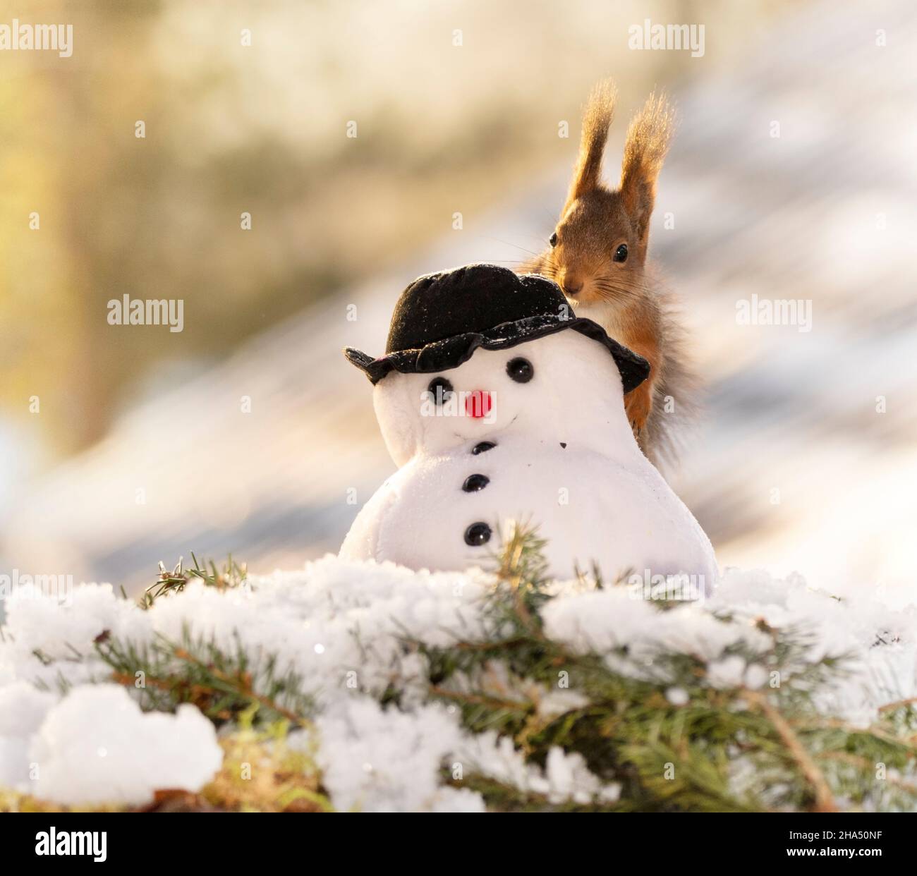 Christmas squirrel hi-res stock photography and images - Alamy