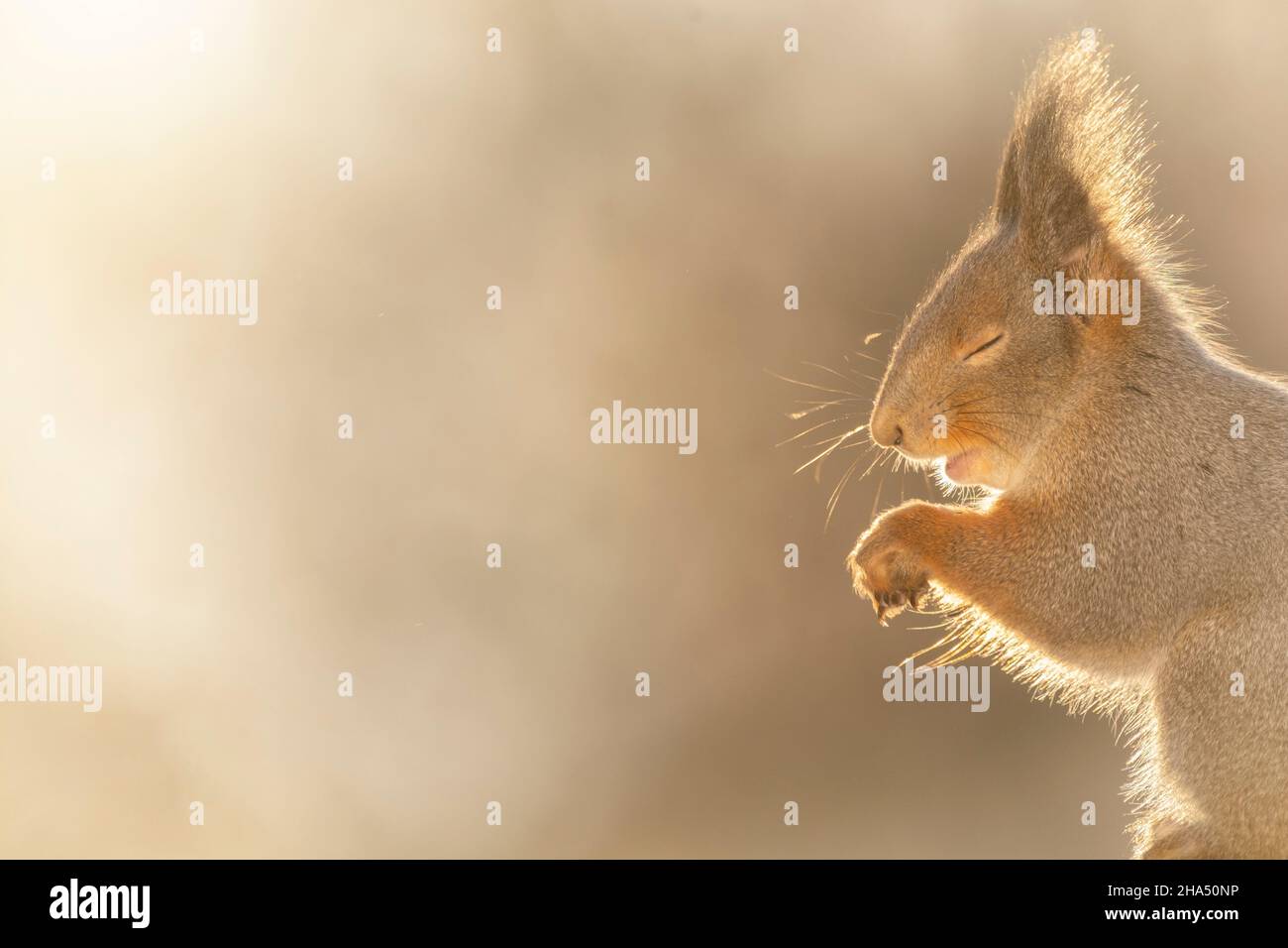 red squirrel is holding the eyes closed Stock Photo - Alamy