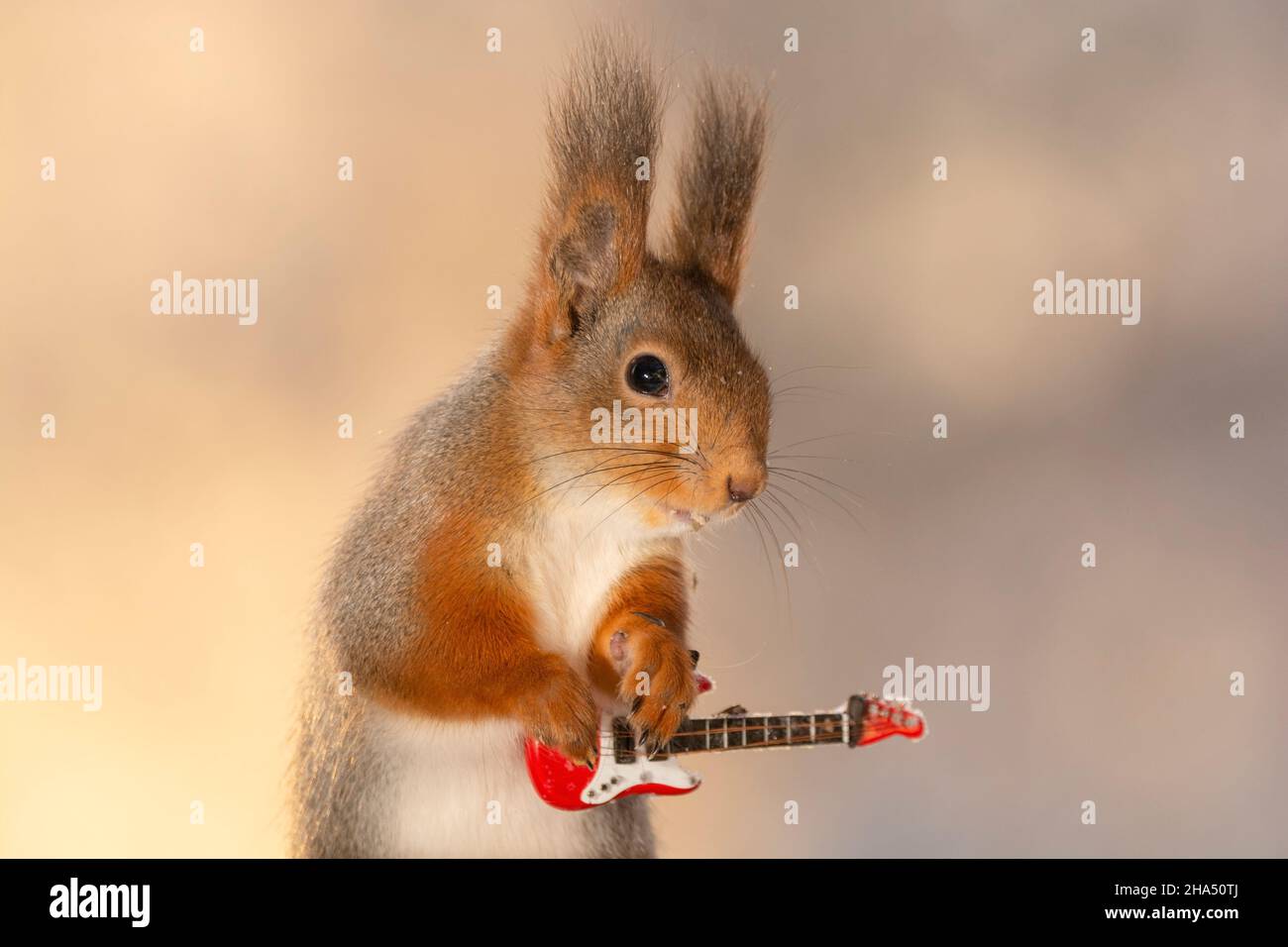 Squirrels With Guitars