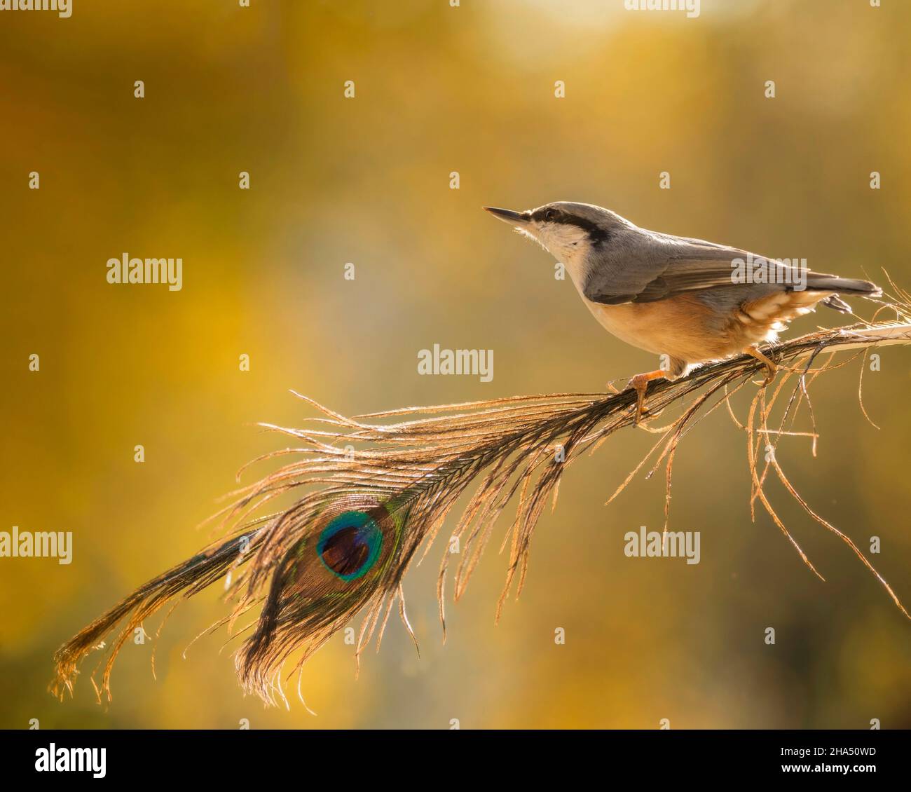 peacock feather with a nuthatch standing on it Stock Photo - Alamy