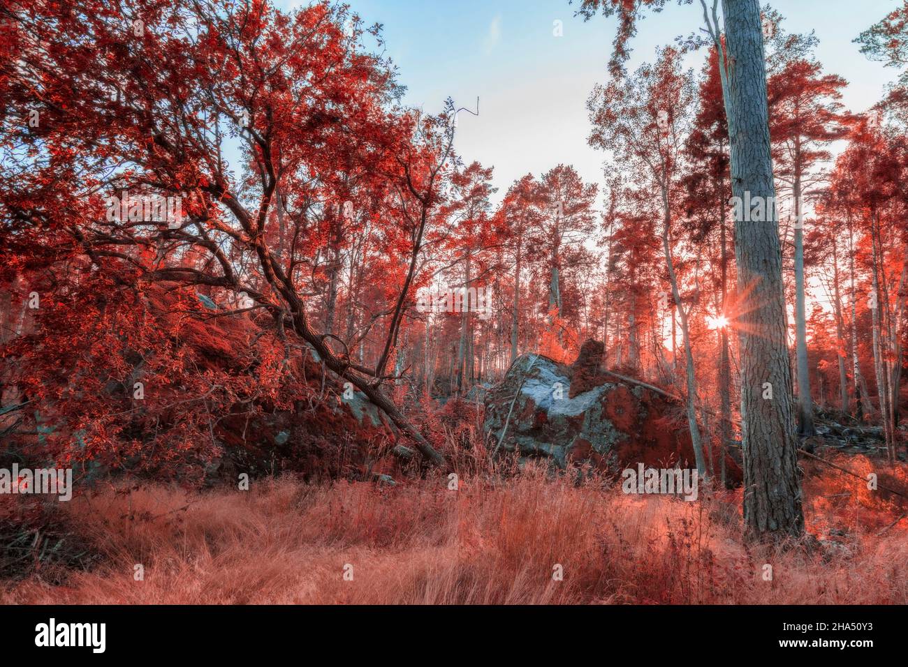 Red in the sun hi-res stock photography and images - Alamy
