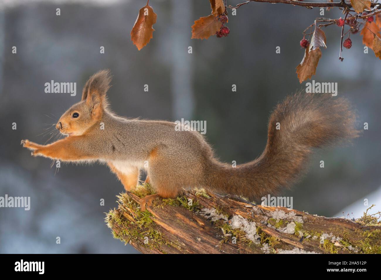 Red squirrel with back light and reaching out hi-res stock photography ...