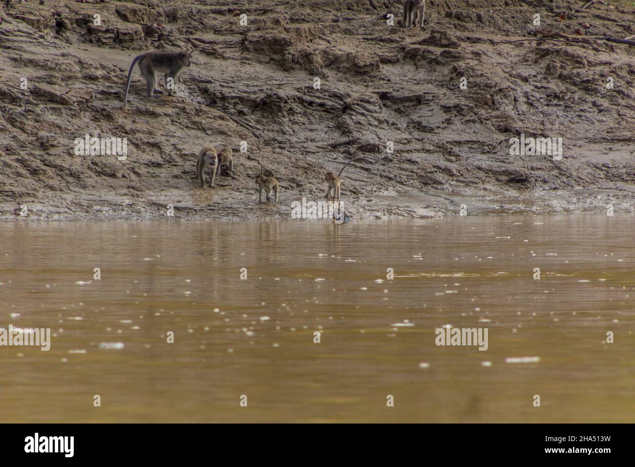 Group of macaques on the shores of Kinabatangan river, Sabah, Malaysia ...