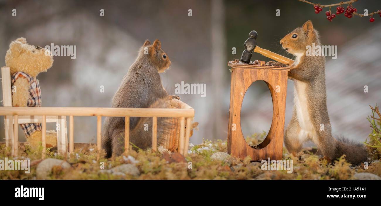 Red squirrels standing standing behind desk table with hammer bear hi ...