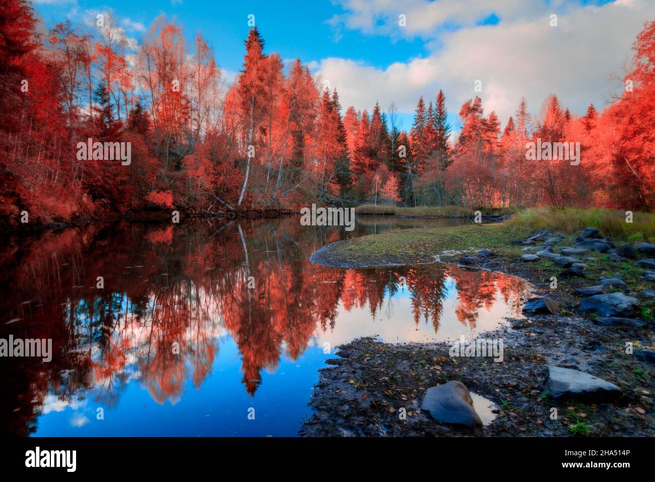 Forest landscape with rocks and grass in red autumn colors hi-res stock ...