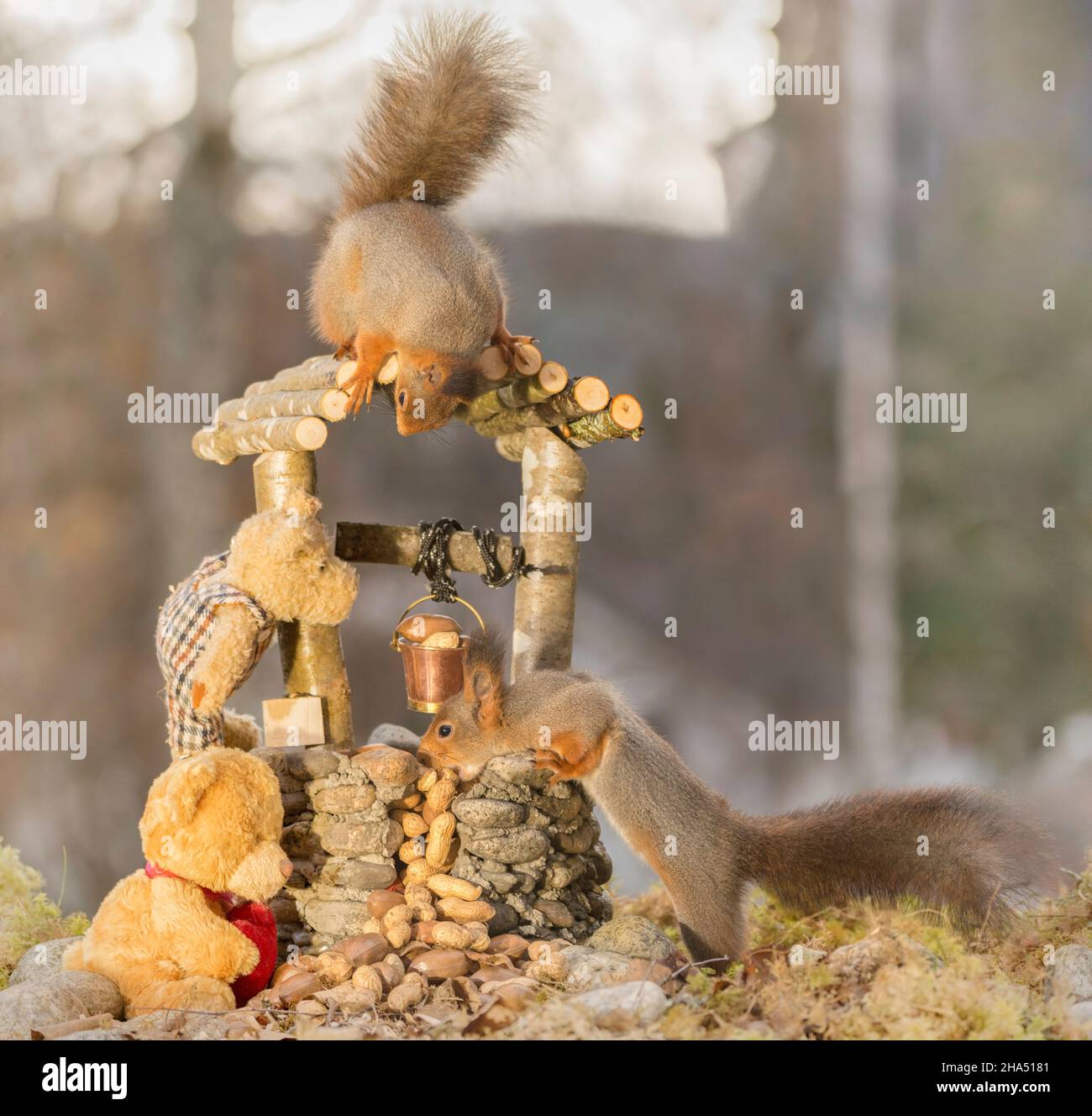 red squirrel standings with a wishing well,bears and nuts Stock Photo ...