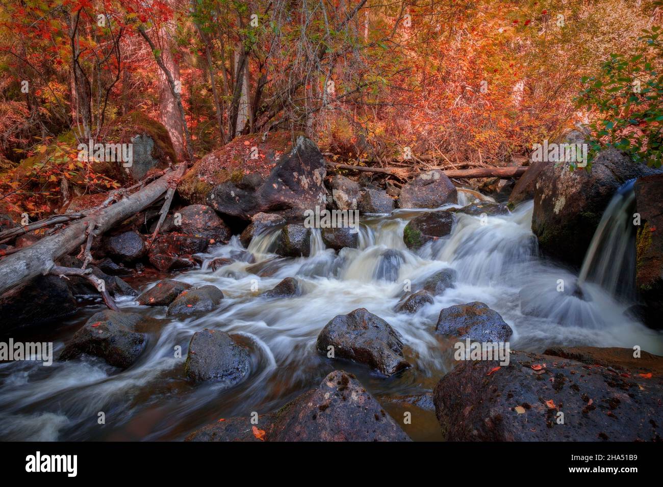 Falling trees hi-res stock photography and images - Alamy