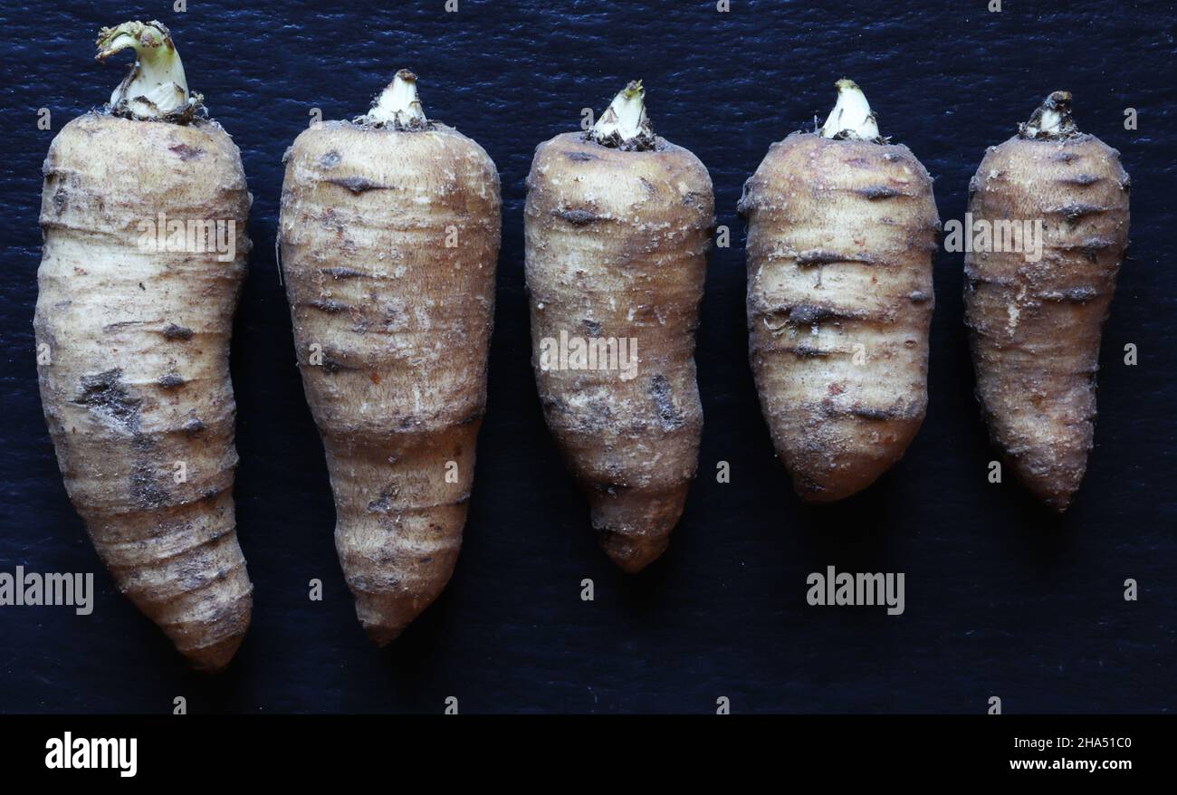 Top view of a bunch of turnip-rooted chervil Stock Photo - Alamy