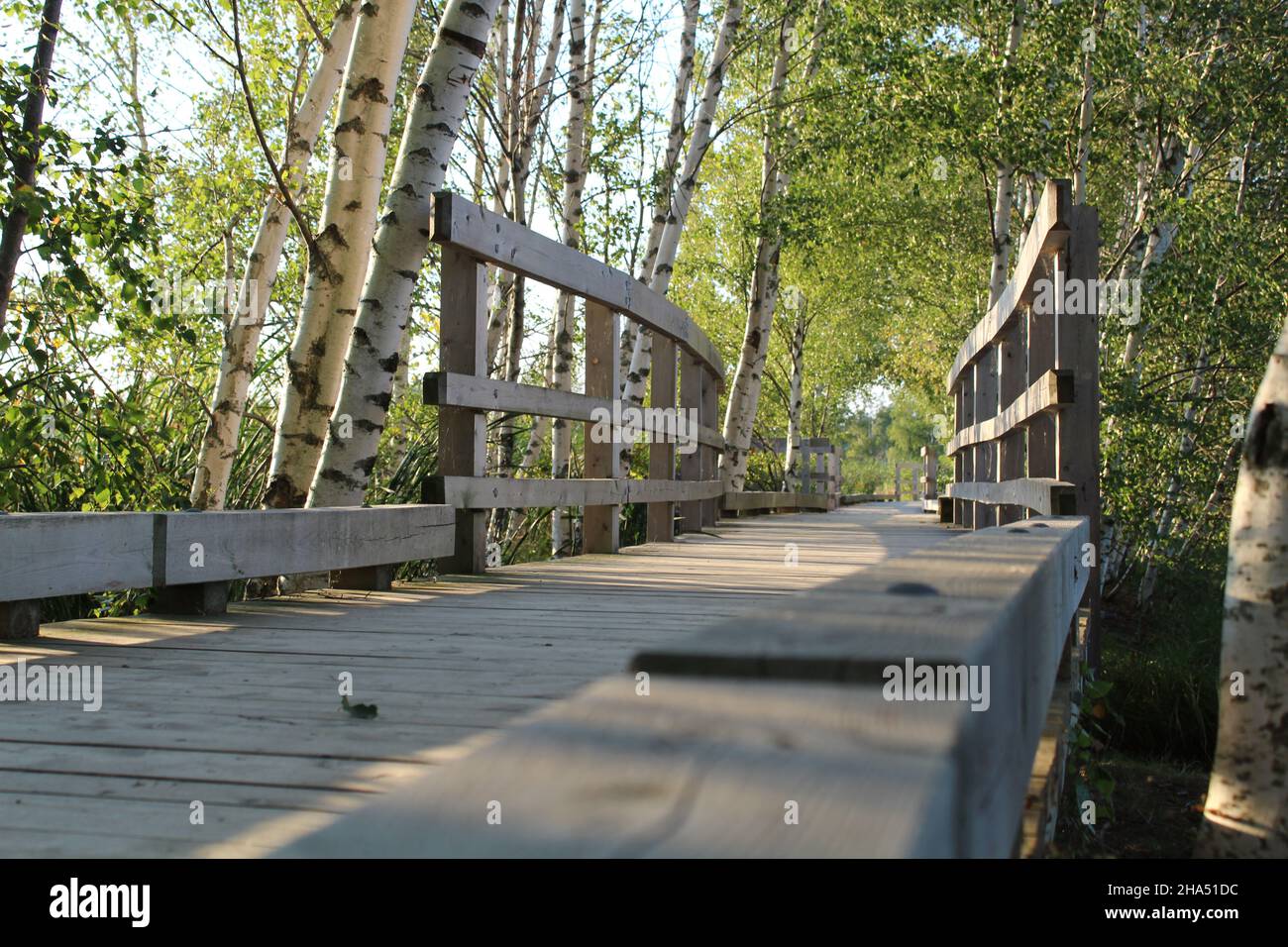 Low angle Wooden marsh walkway path and bridge in the afternoon in ...