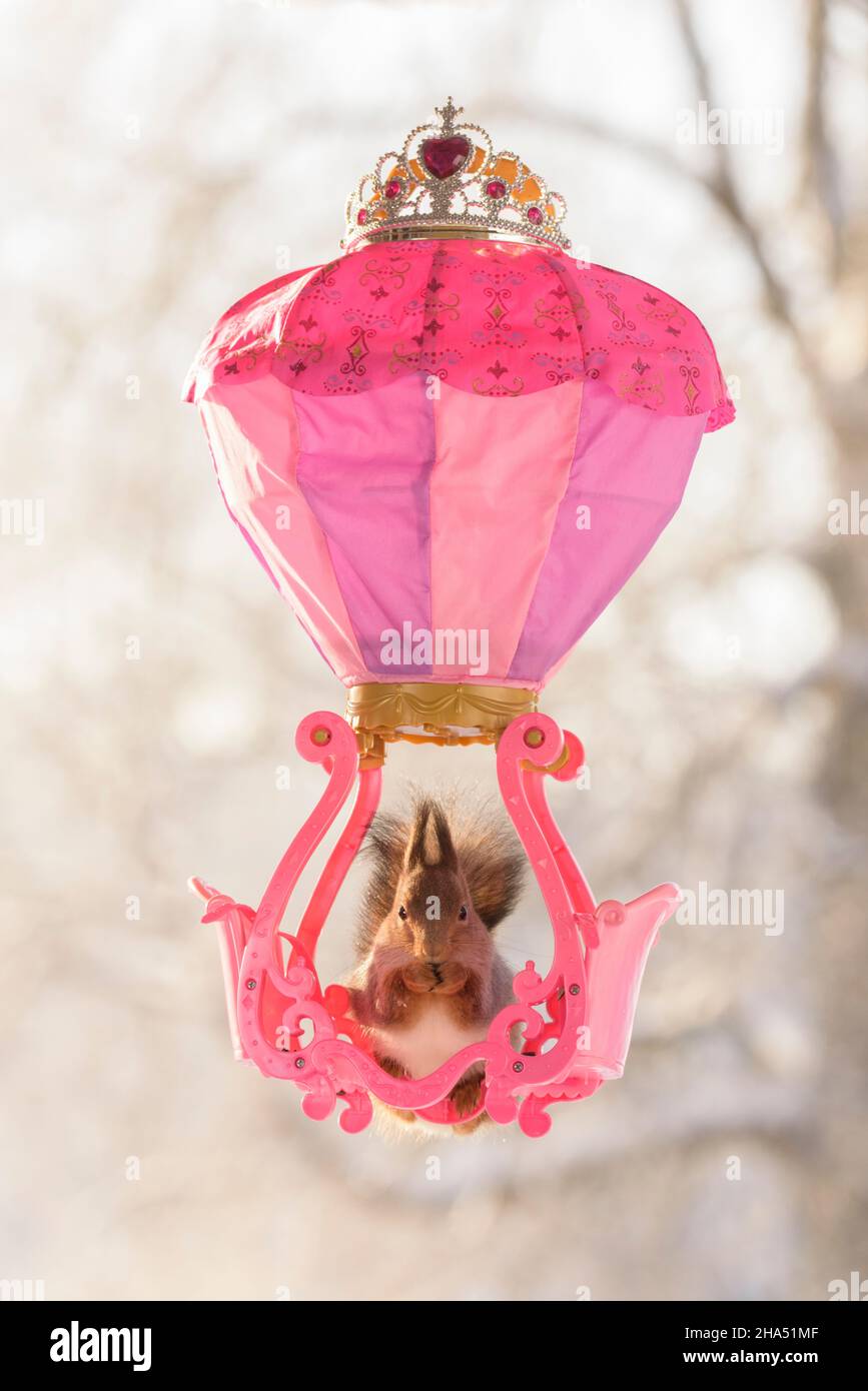 red squirrel is standing in a royal balloon Stock Photo - Alamy