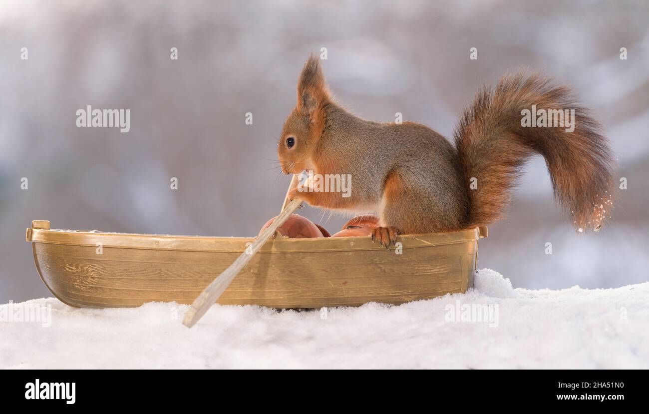 Red squirrel with a oar sitting in a rowing boat hi-res stock ...