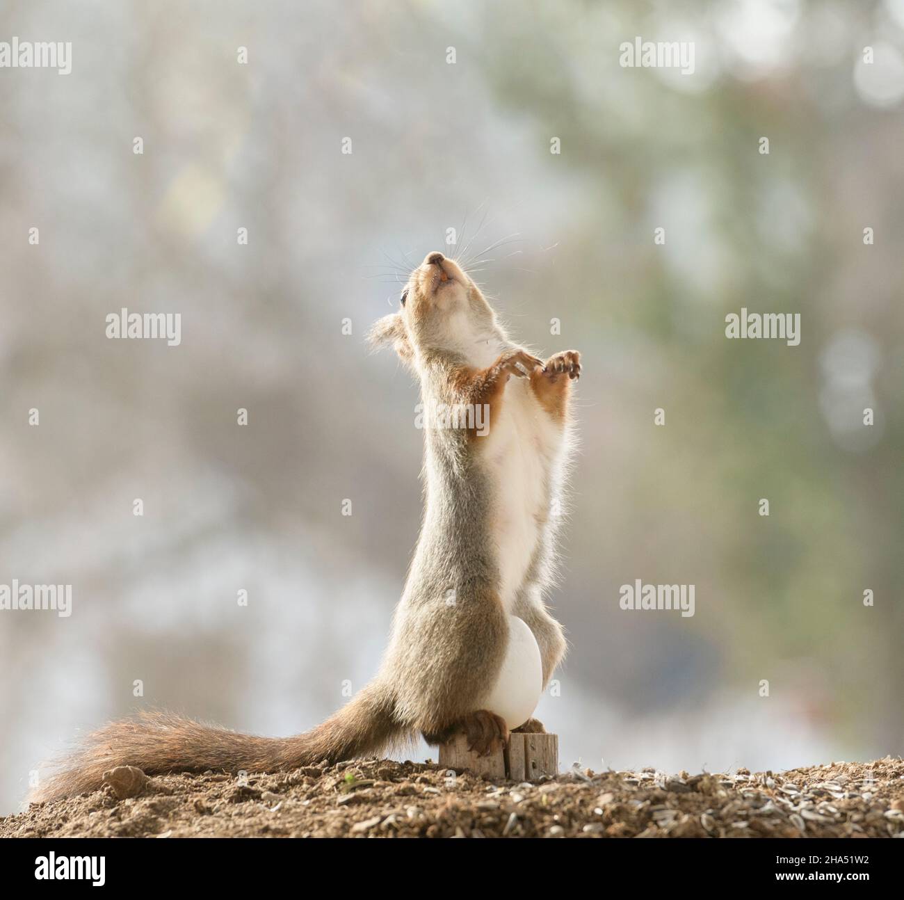 red squirrels is sitting on a egg looking up Stock Photo - Alamy