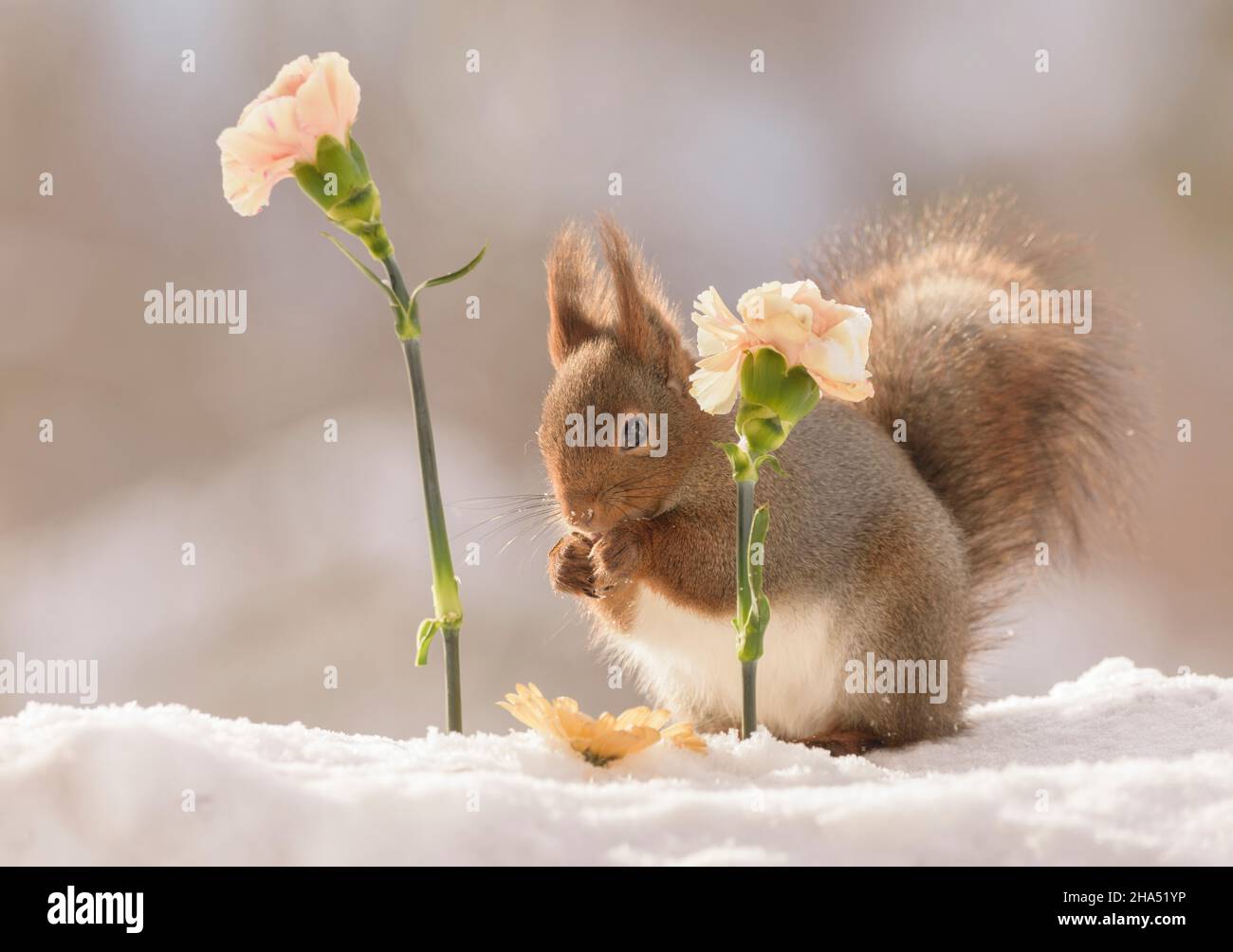 red squirrel is standing between yellow flowers with snow Stock Photo ...