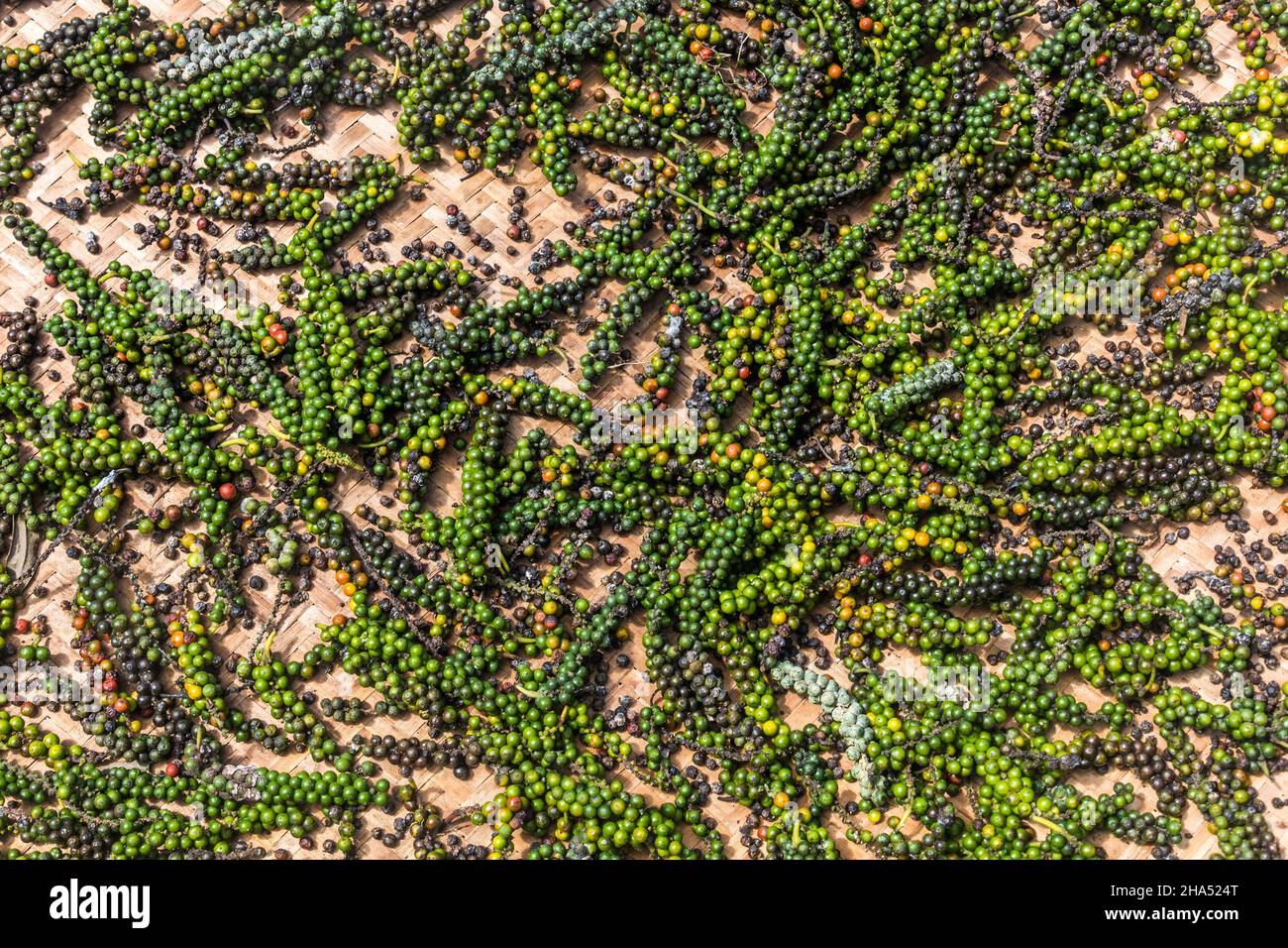 Backround of drying black pepper Stock Photo - Alamy