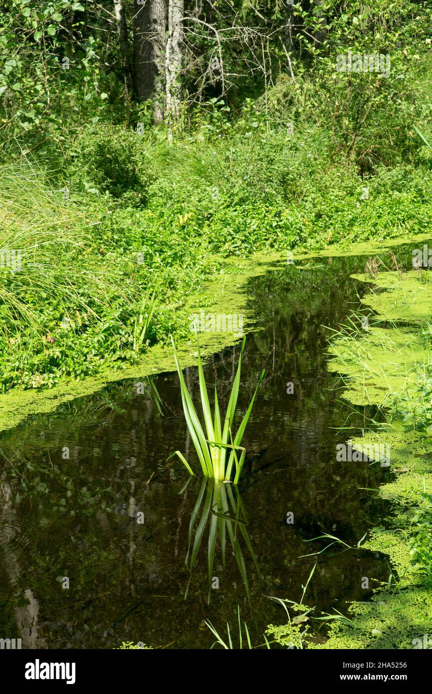 In Deep forest. Wild natural dense woods natural background. Knyszyn ...