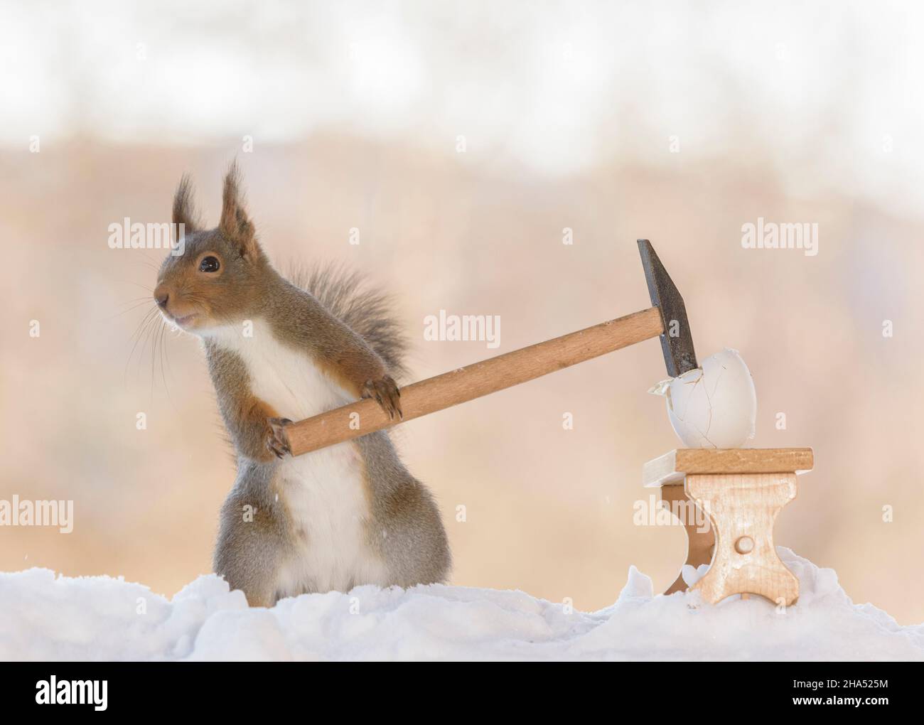red squirrel is holding a hammer with an egg Stock Photo - Alamy
