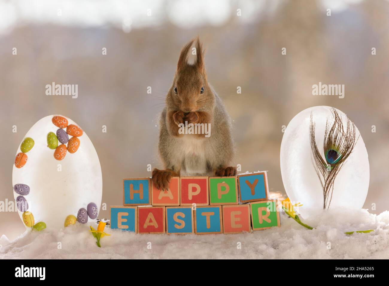 Peacock word hi-res stock photography and images - Alamy
