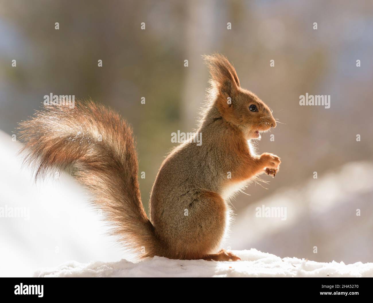 red squirrel is standing on snow with open mouth Stock Photo - Alamy