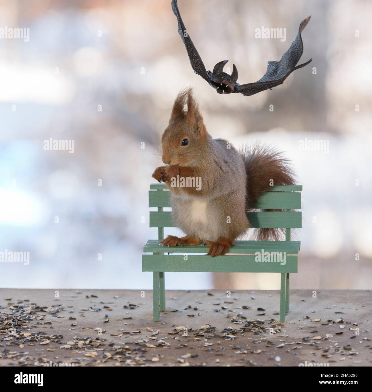 red squirrel is sitting on a bench with an bat above Stock Photo - Alamy