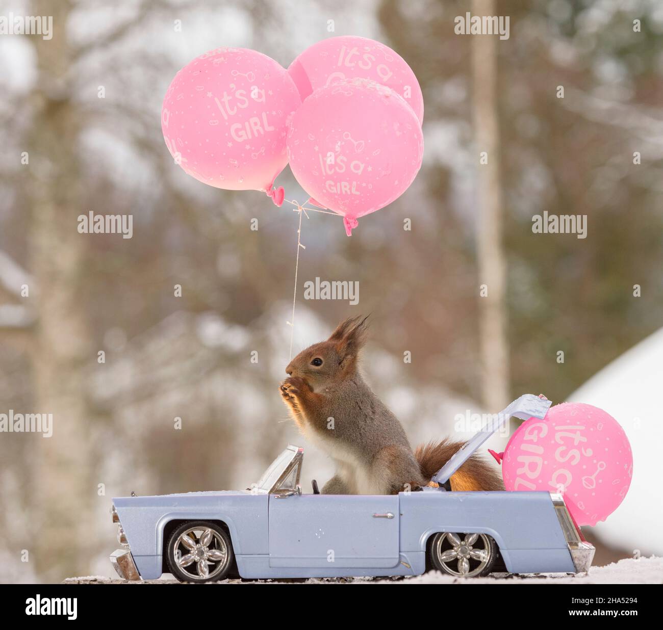 red squirrel is sitting in a car holding balloons with text Stock Photo ...