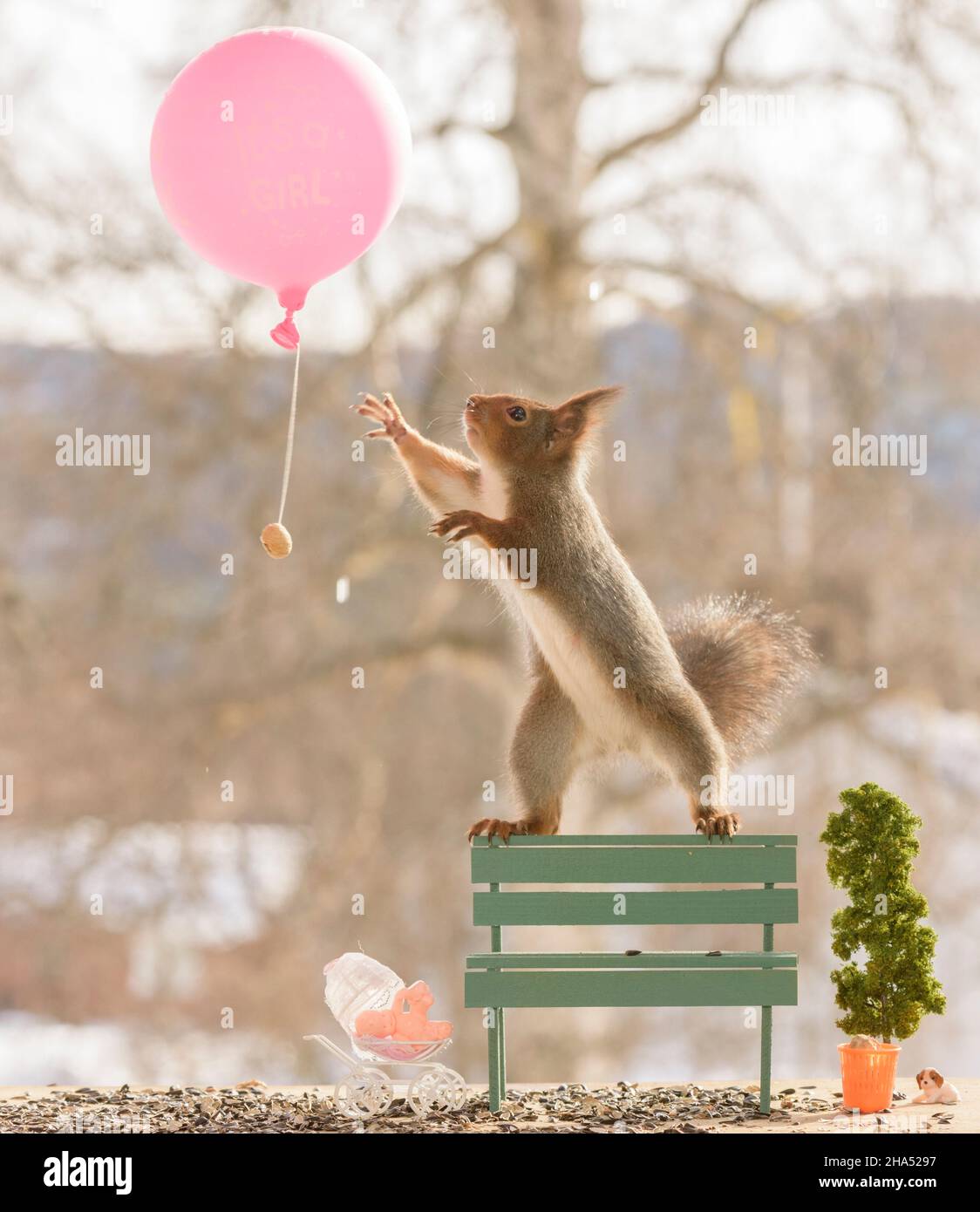 Red squirrel is reaching for a umbrella hi-res stock photography and ...