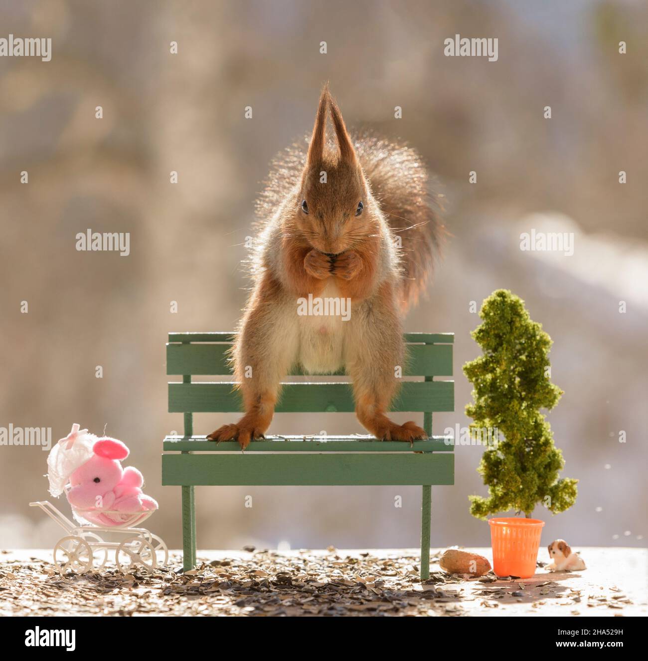 Squirrel sitting on bench hi-res stock photography and images - Alamy