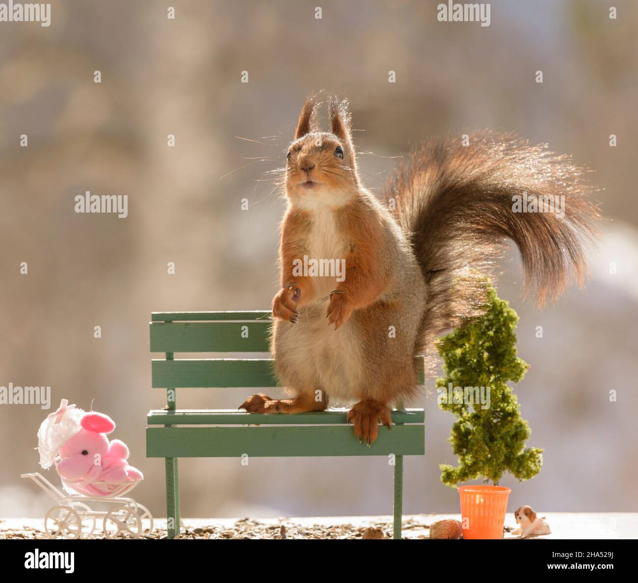 red squirrel is standing on an bench Stock Photo - Alamy