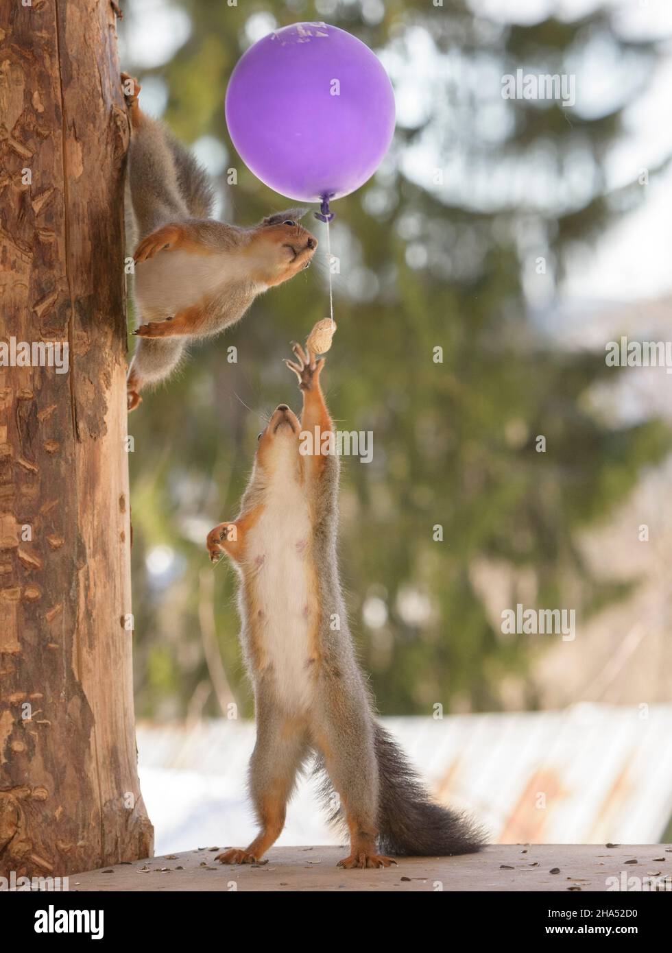 red squirrels are reaching for a purple balloon from a tree Stock Photo ...