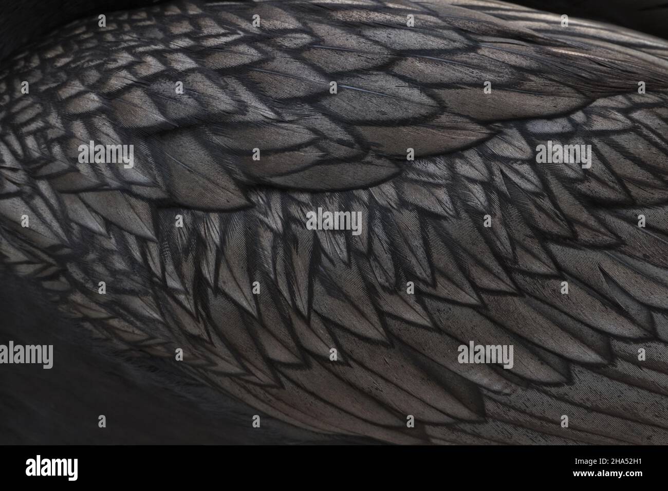 Black and gray texture and pattern of feathered plumage of cormorant ...