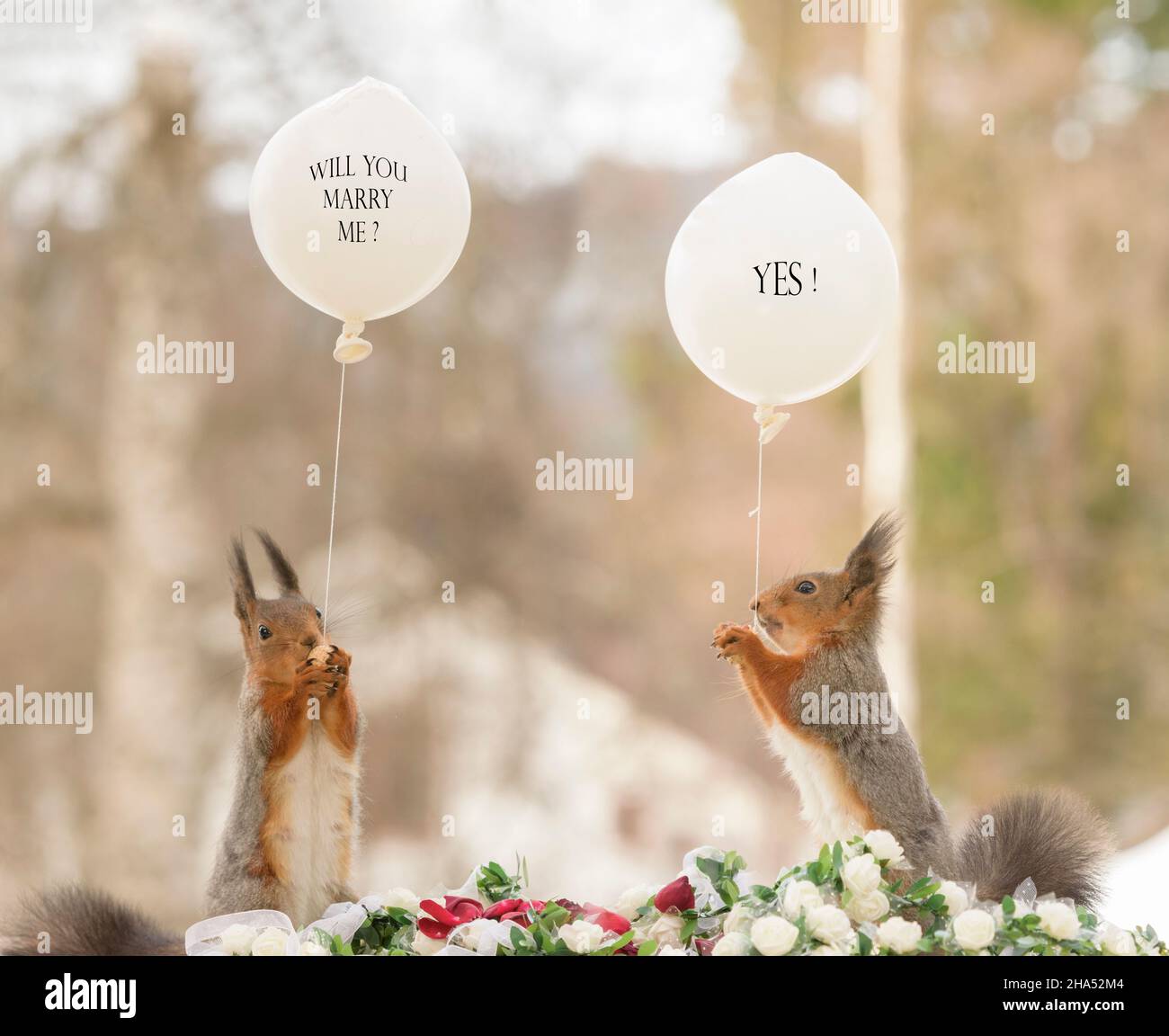red squirrels are holding white balloons with marry text Stock Photo ...