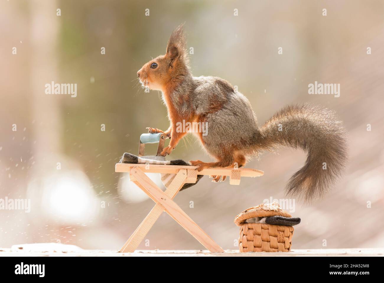 red squirrel is standing on an ironing board Stock Photo - Alamy