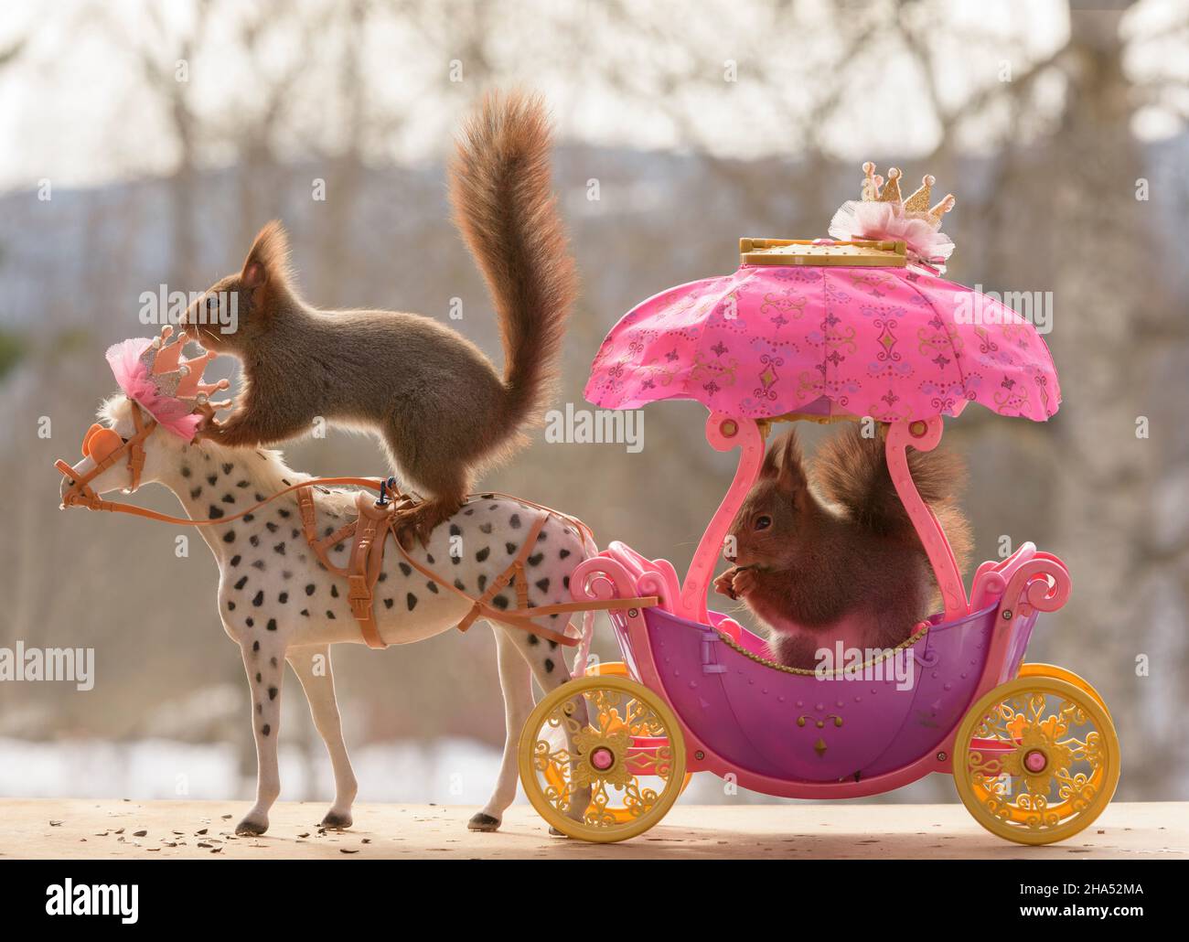 Red squirrel is sitting on a carriage with a horse hi-res stock ...