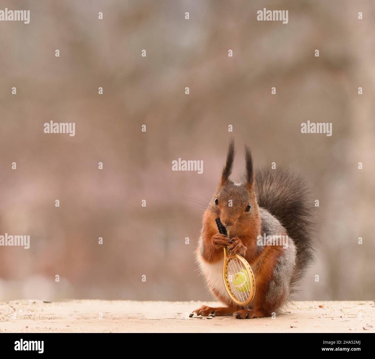 Red squirrel is holding an tennis racket hi-res stock photography and ...