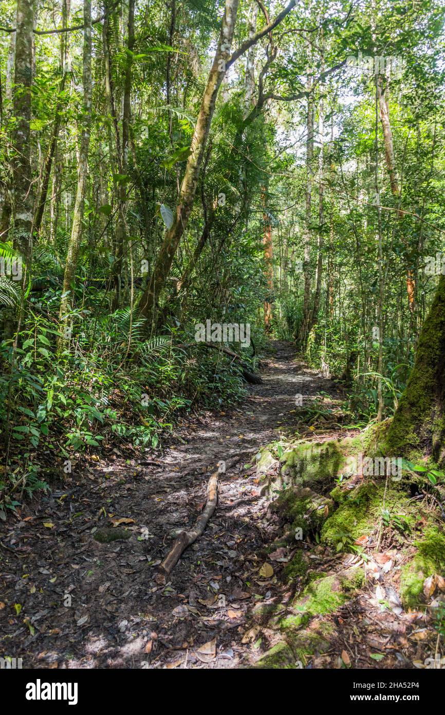Hiking trail in a forest of Kinabalu Park, Sabah, Malaysia Stock Photo ...