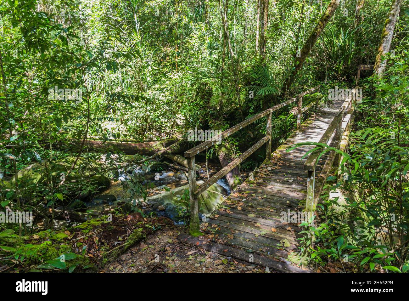 Wooden bridge in a forest of Kinabalu Park, Sabah, Malaysia Stock Photo ...