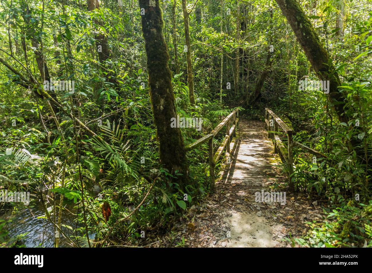 Wooden bridge in a forest of Kinabalu Park, Sabah, Malaysia Stock Photo ...