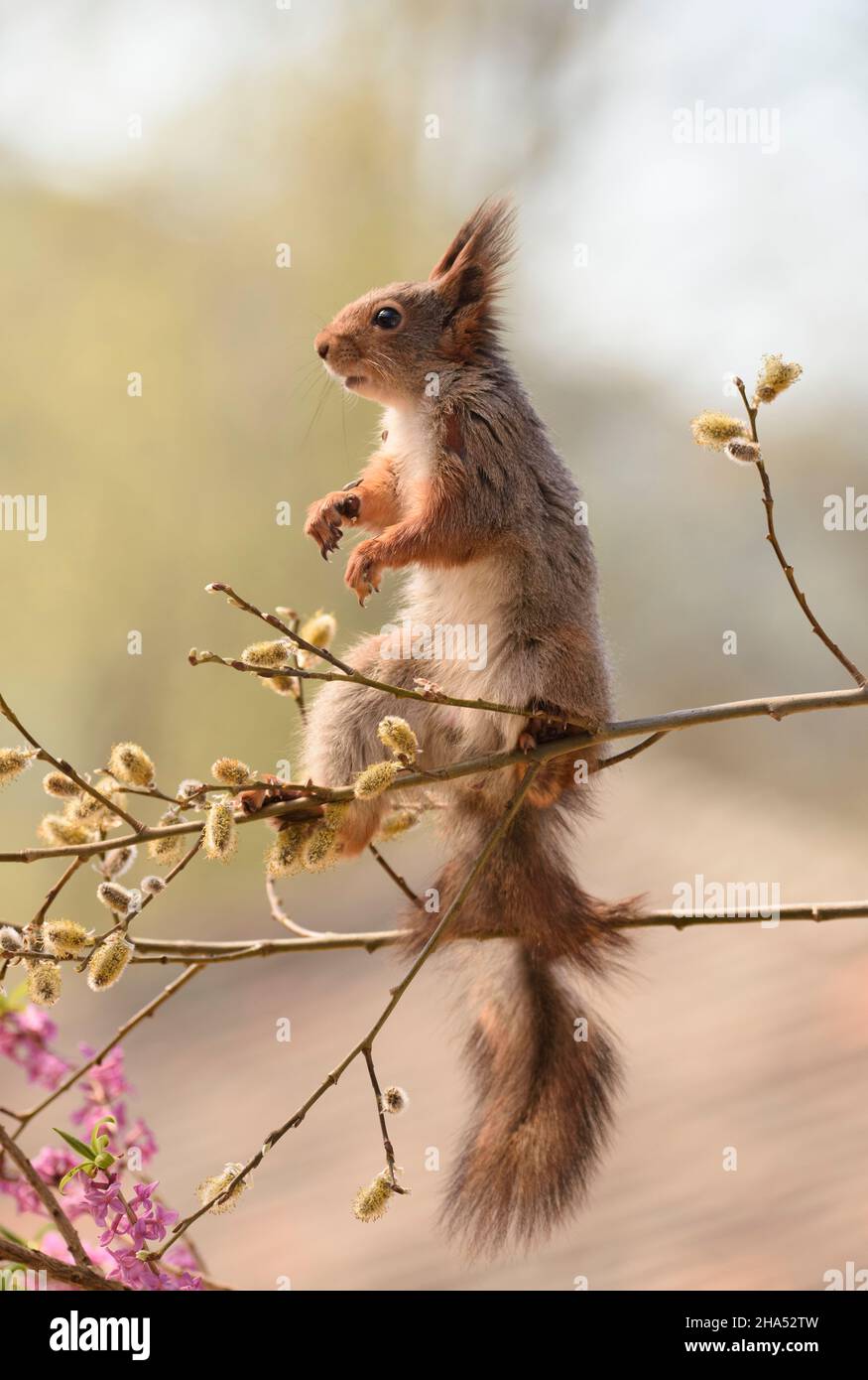 Red squirrel is looking away from an branch hi-res stock photography ...