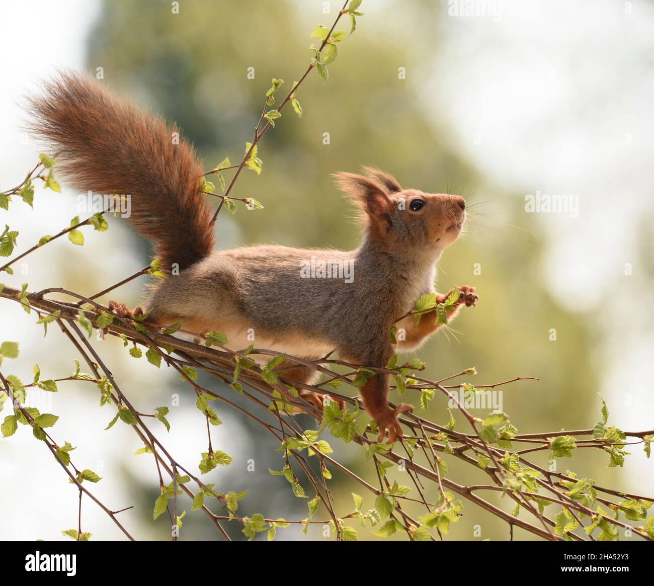 Red squirrel is looking up from a branch with leaves hi-res stock ...