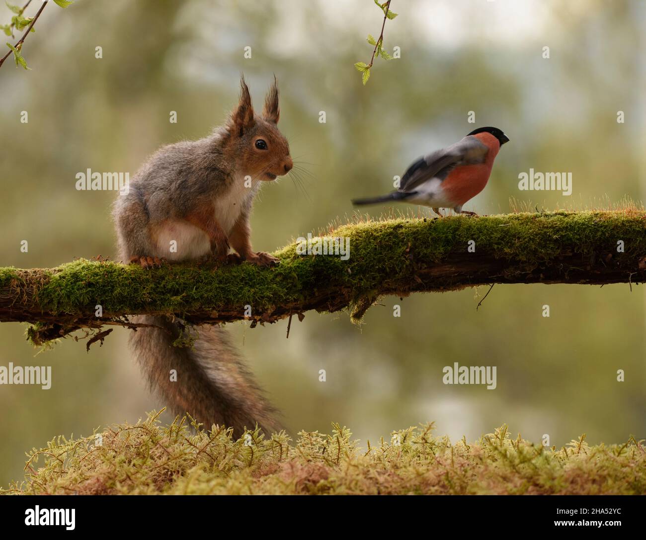 Male squirrel hi-res stock photography and images - Alamy