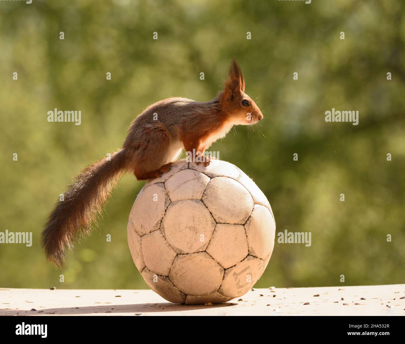 On the football hi-res stock photography and images - Alamy