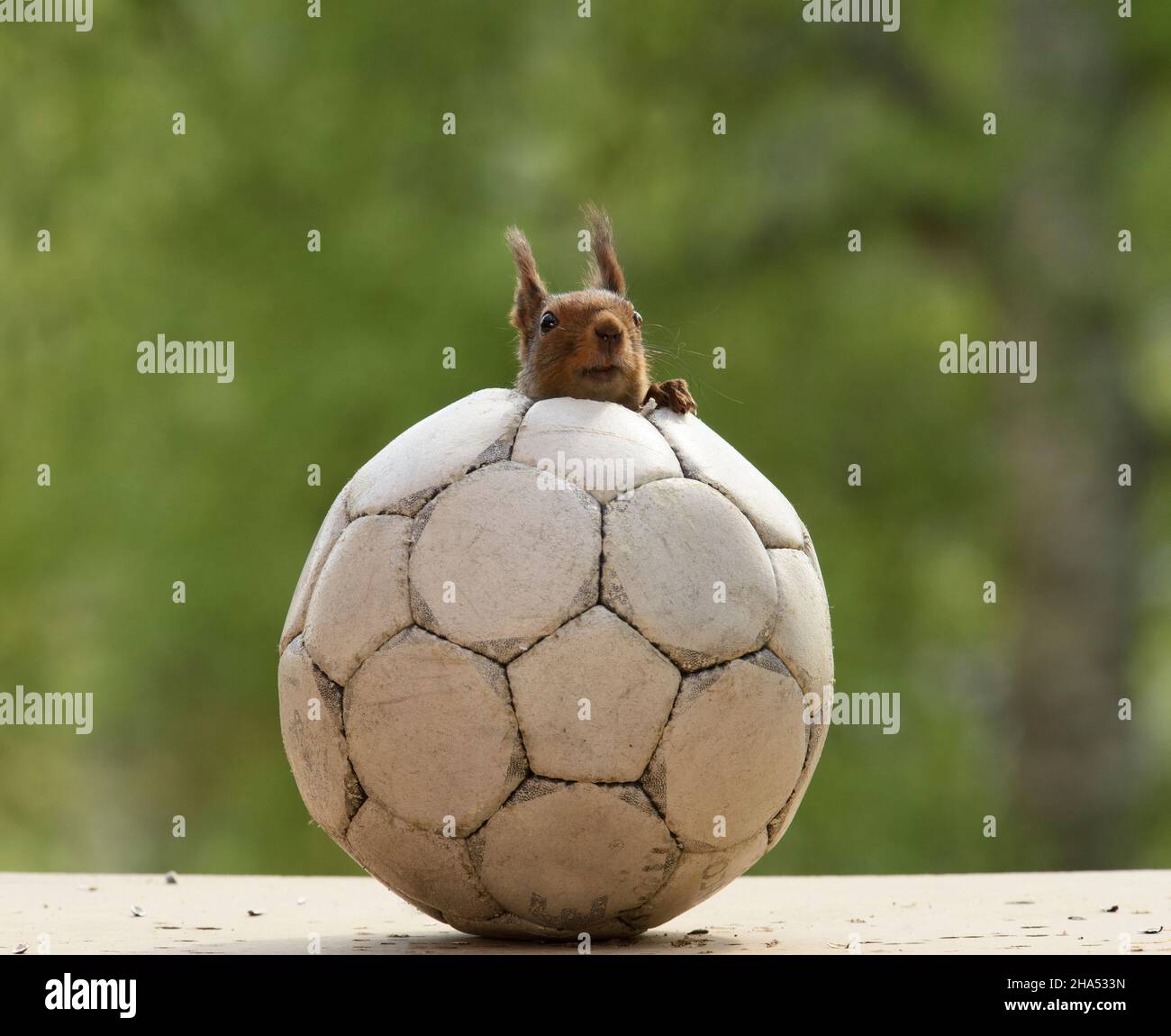 Inside goal hi-res stock photography and images - Alamy