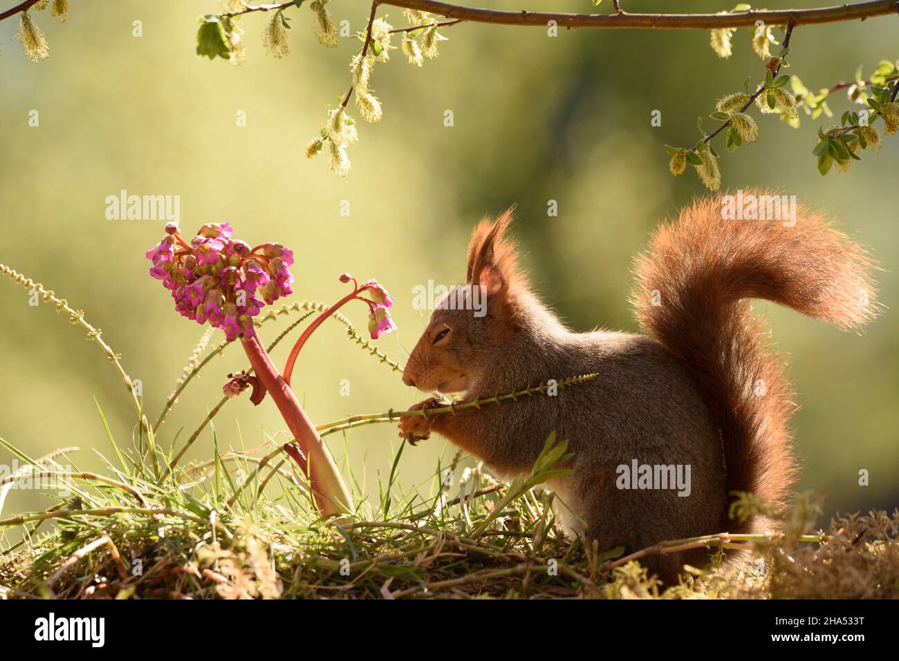 red squirrel is standing with a bergenia flower Stock Photo - Alamy